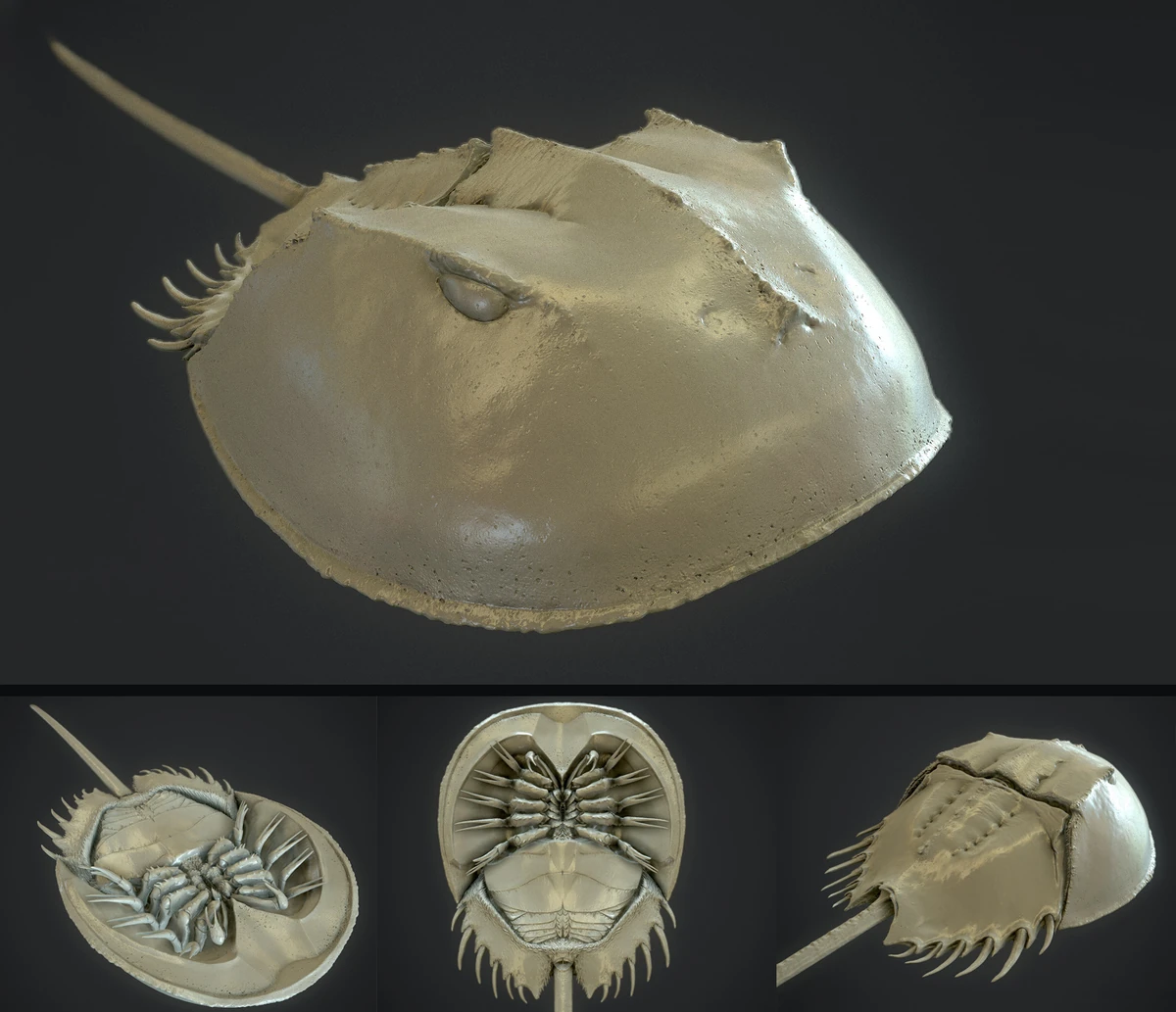 Casterolimulus | Saurian Wikia | Fandom