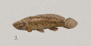 Cyclurus | Saurian Wikia | Fandom