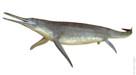 Besanosaurus | Sauropedia Wiki | Fandom