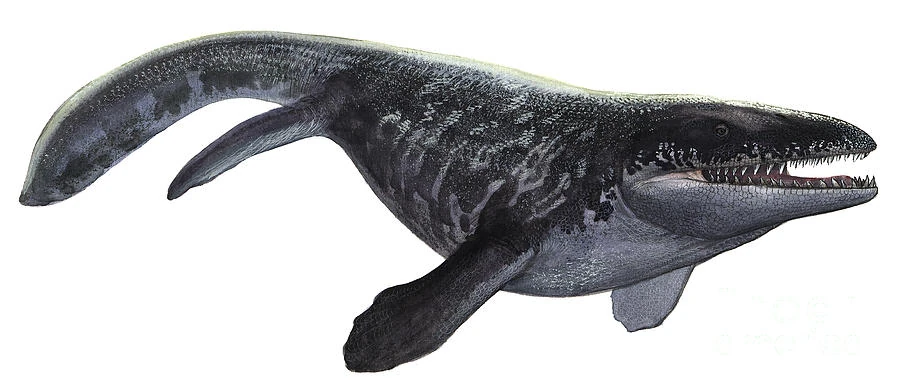 Prognathodon | Sauropedia Wiki | Fandom
