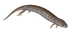 Keraterpeton | Sauropedia Wiki | Fandom