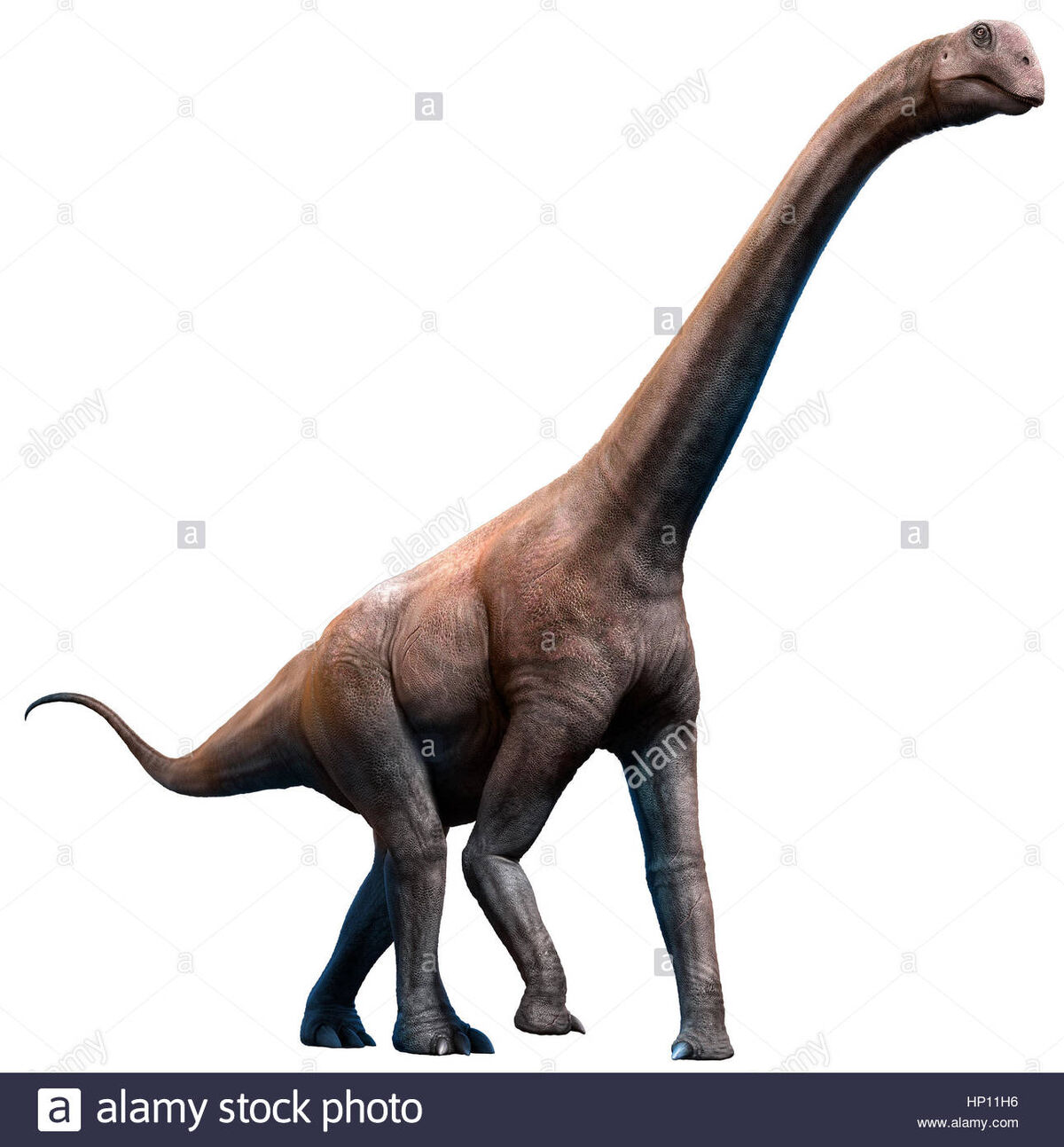 Brontomerus | Sauropedia Wiki | Fandom