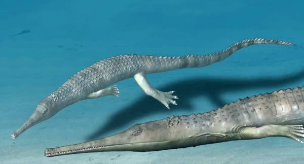 Steneosaurus | Sauropedia Wiki | Fandom