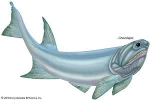 Category:Prehistoric bony fish | Sauropedia Wiki | Fandom