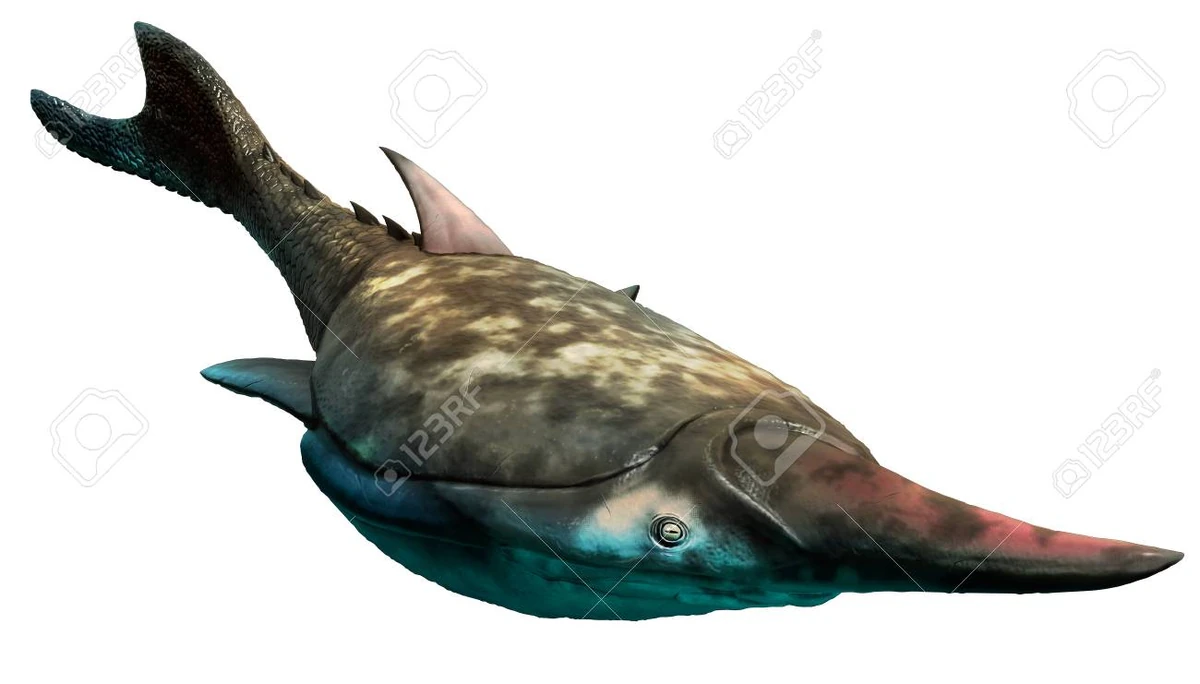 Pteraspis | Sauropedia Wiki | Fandom