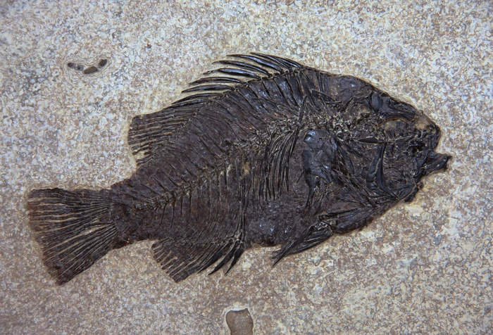 Priscacara | Sauropedia Wiki | Fandom