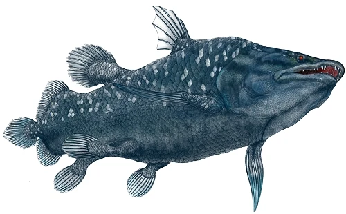 Mawsonia (fish) | Sauropedia Wiki | Fandom