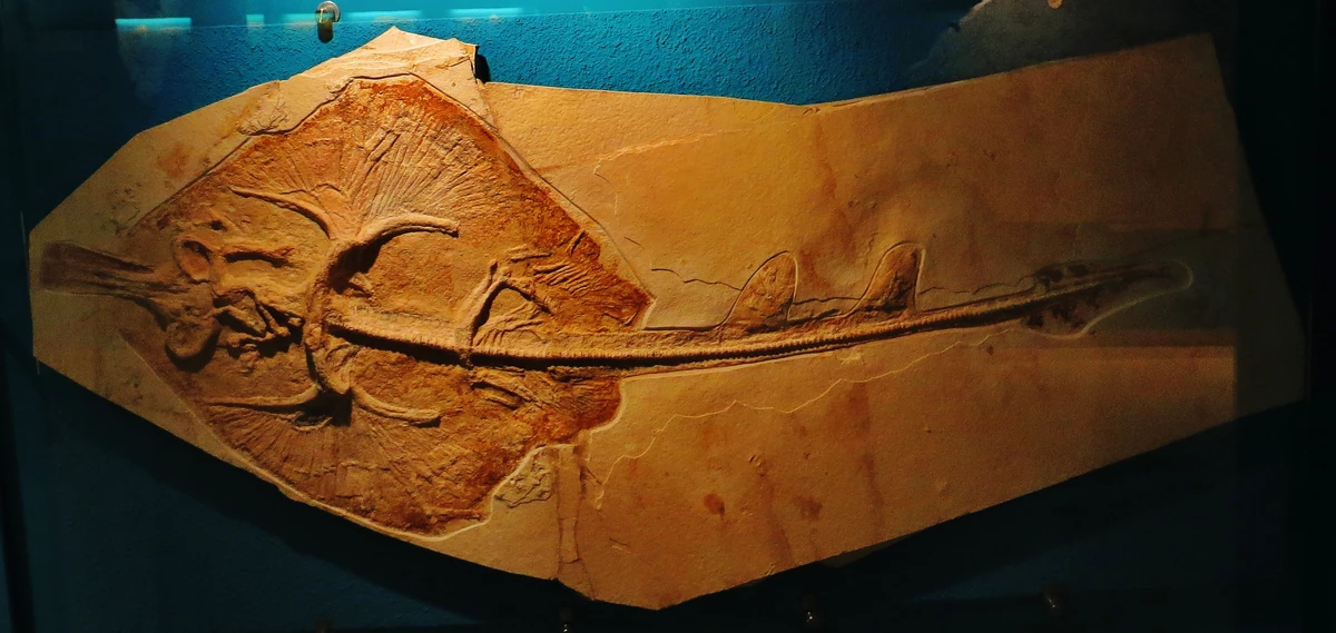 Spathobatis | Sauropedia Wiki | Fandom