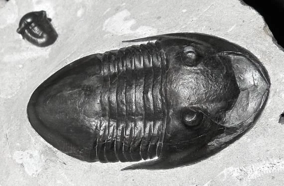 Isotelus | Sauropedia Wiki | Fandom