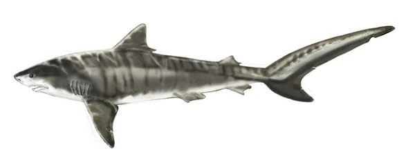 Physogaleus | Sauropedia Wiki | Fandom