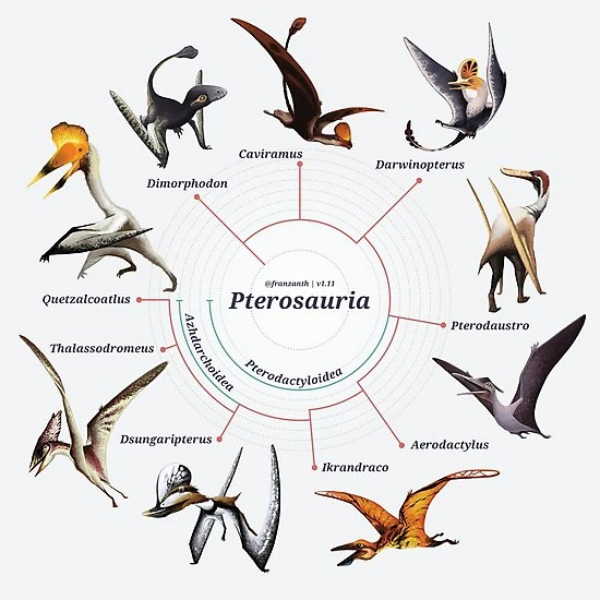 Pterosauria | Sauropedia Wiki | Fandom