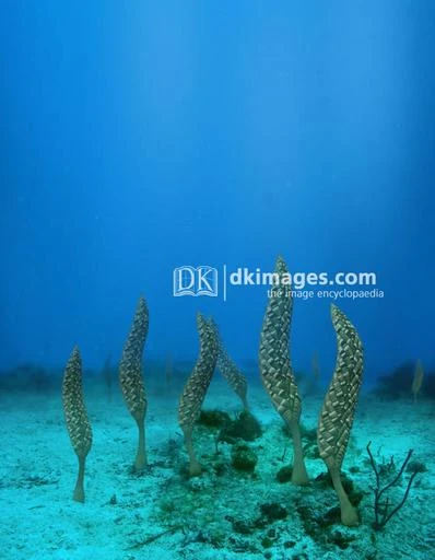 Charnia | Sauropedia Wiki | Fandom