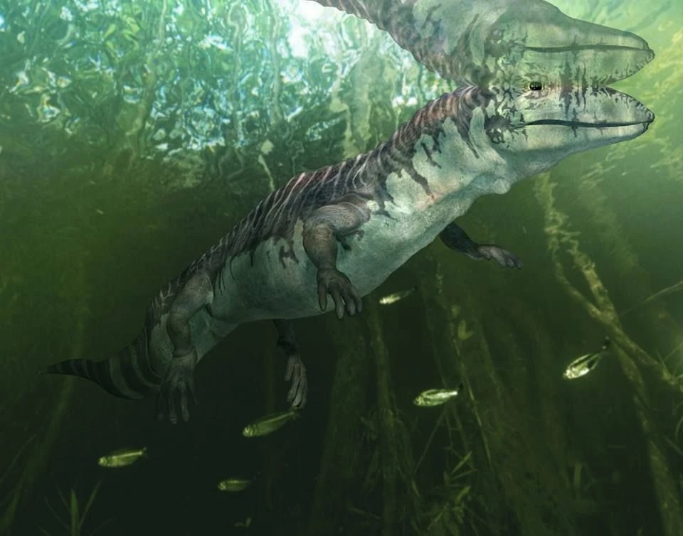 Proterogyrinus | Sauropedia Wiki | Fandom