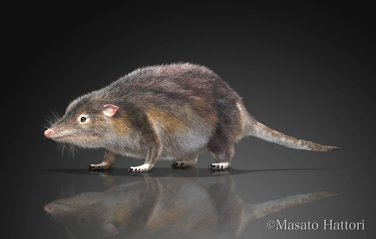 Adelobasileus | Sauropedia Wiki | Fandom