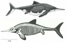 Mollesaurus | Sauropedia Wiki | Fandom