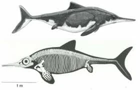 Mollesaurus | Sauropedia Wiki | Fandom