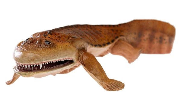 Acanthostega | Sauropedia Wiki | Fandom