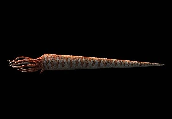 Cameroceras | Sauropedia Wiki | Fandom