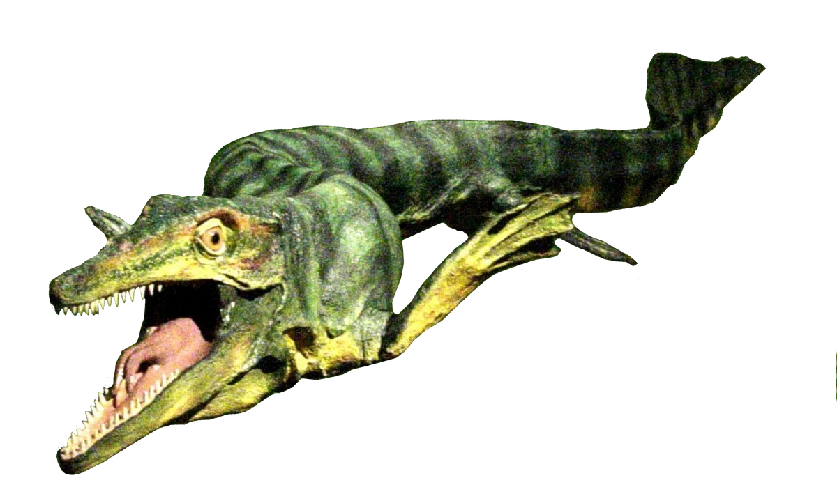 Clidastes | Sauropedia Wiki | Fandom