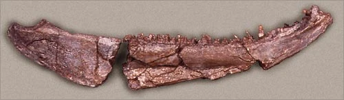 Densignathus | Sauropedia Wiki | Fandom