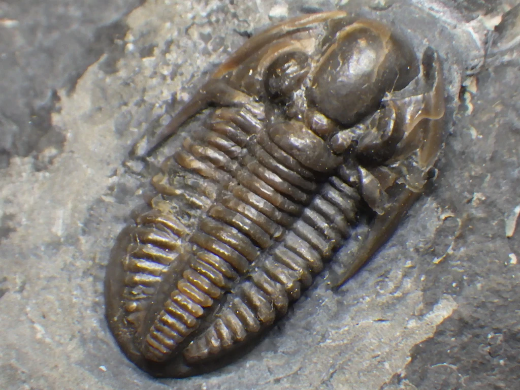 Ditomopyge | Sauropedia Wiki | Fandom