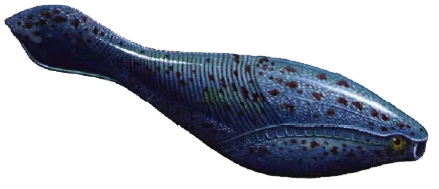 Arandaspis | Sauropedia Wiki | Fandom