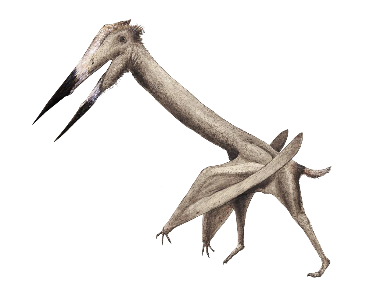 Alanqa | Sauropedia Wiki | Fandom