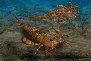 Eurypterus | Sauropedia Wiki | Fandom