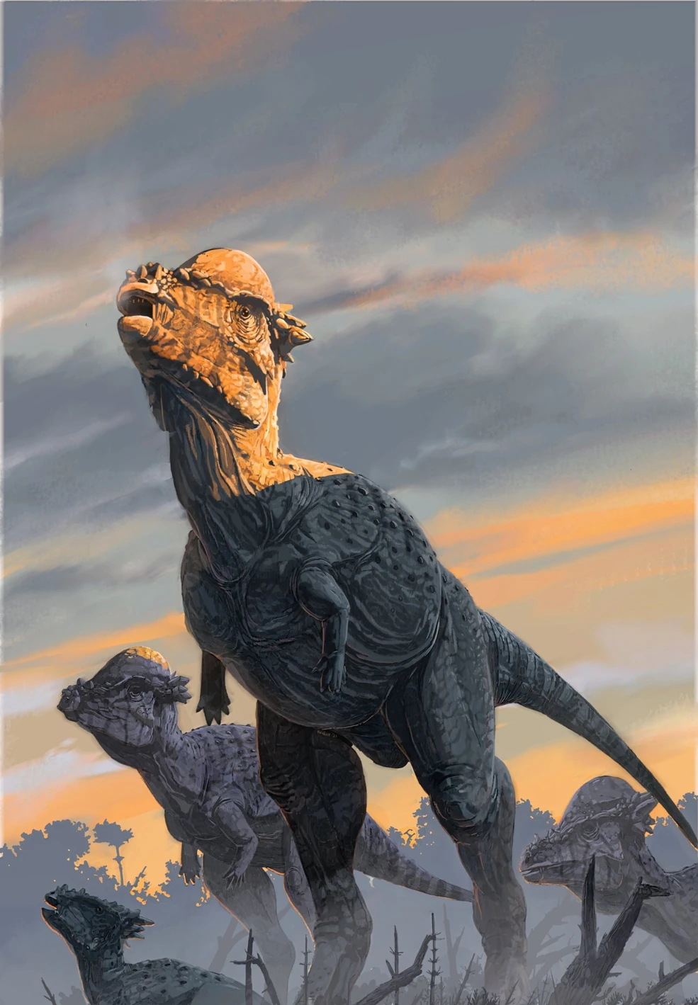 Pachycephalosaurus Hodeskalle Pachycephalosaurus The Dinoverse