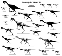Oviraptorosauria | Sauropedia Wiki | Fandom