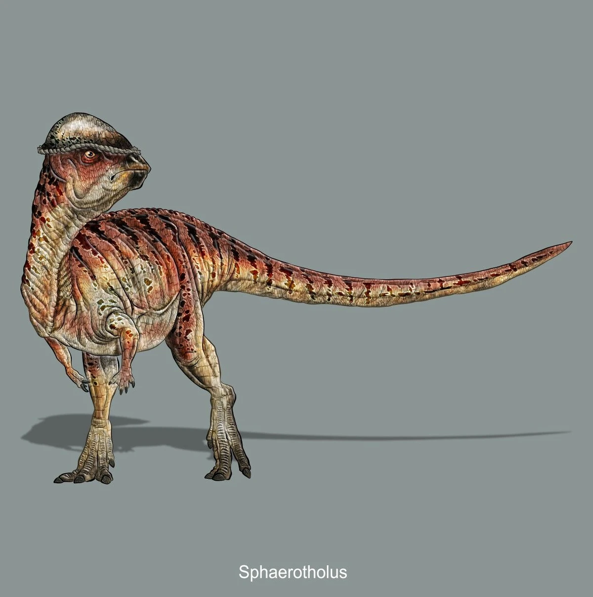 Sphaerotholus | Sauropedia Wiki | Fandom