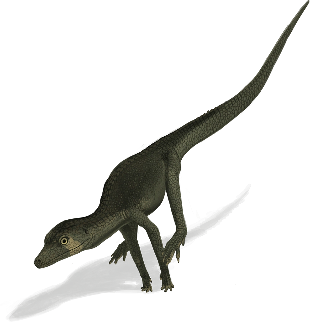 Sphenosuchus | Sauropedia Wiki | Fandom