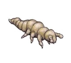 Rhyniella praecursor | Sauropedia Wiki | Fandom