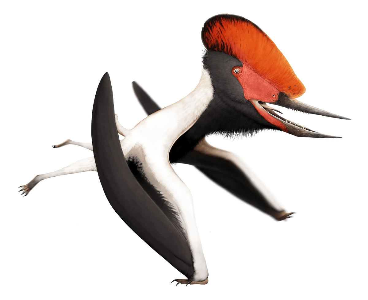 Lonchognathosaurus | Sauropedia Wiki | Fandom