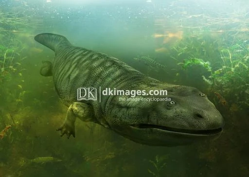 Metoposaurus | Sauropedia Wiki | Fandom