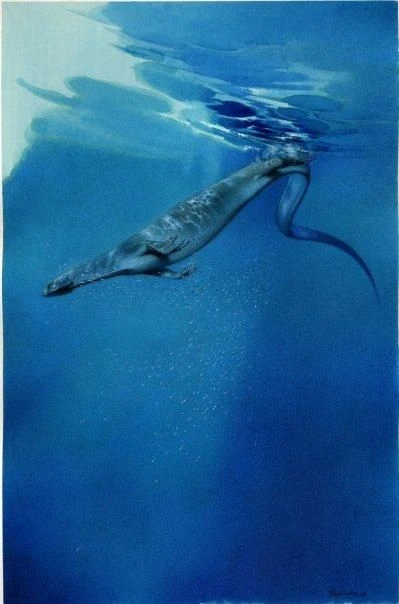 Pontosaurus | Sauropedia Wiki | Fandom