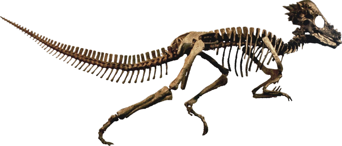 Pachycephalosauria | Sauropedia Wiki | Fandom