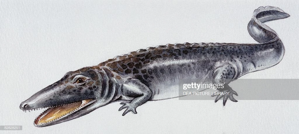 Paracyclotosaurus | Sauropedia Wiki | Fandom