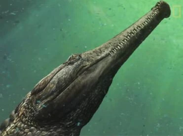 Machimosaurus | Sauropedia Wiki | Fandom