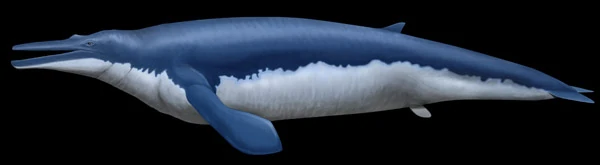 Aetiocetus | Sauropedia Wiki | Fandom