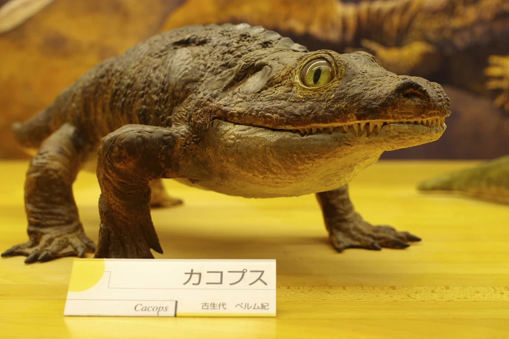 Cacops | Sauropedia Wiki | Fandom