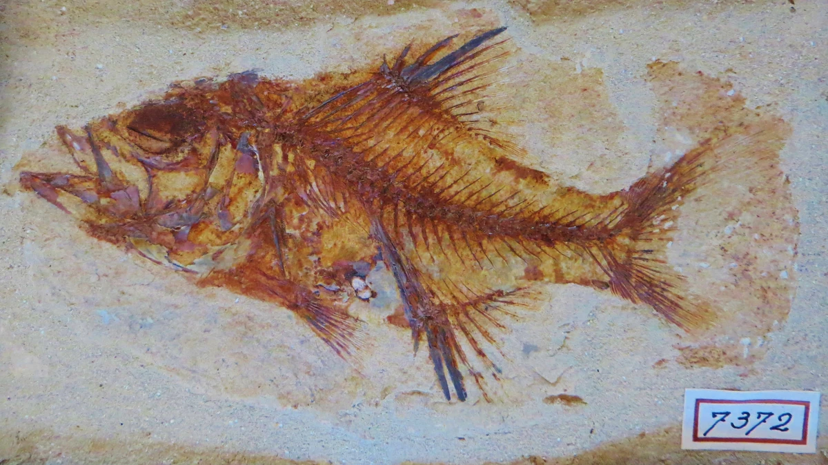 Sphenocephalus | Sauropedia Wiki | Fandom