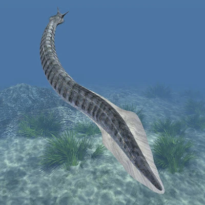 Pikaia | Sauropedia Wiki | Fandom