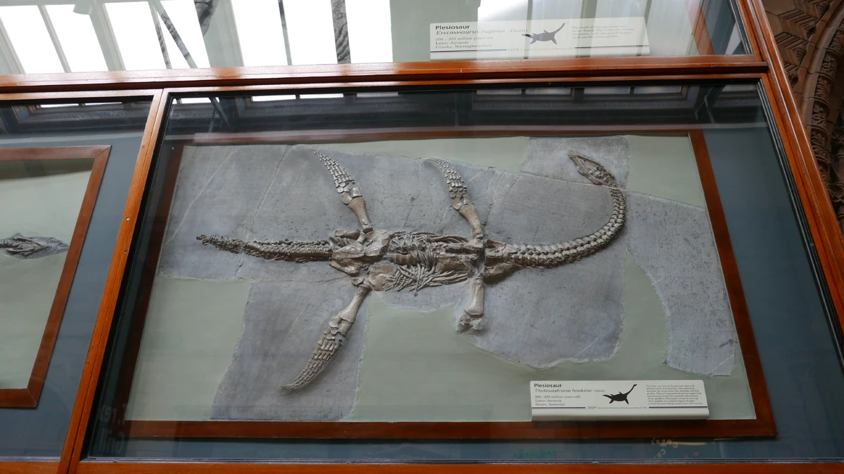 Plesiosaur | Sauropedia Wiki | Fandom