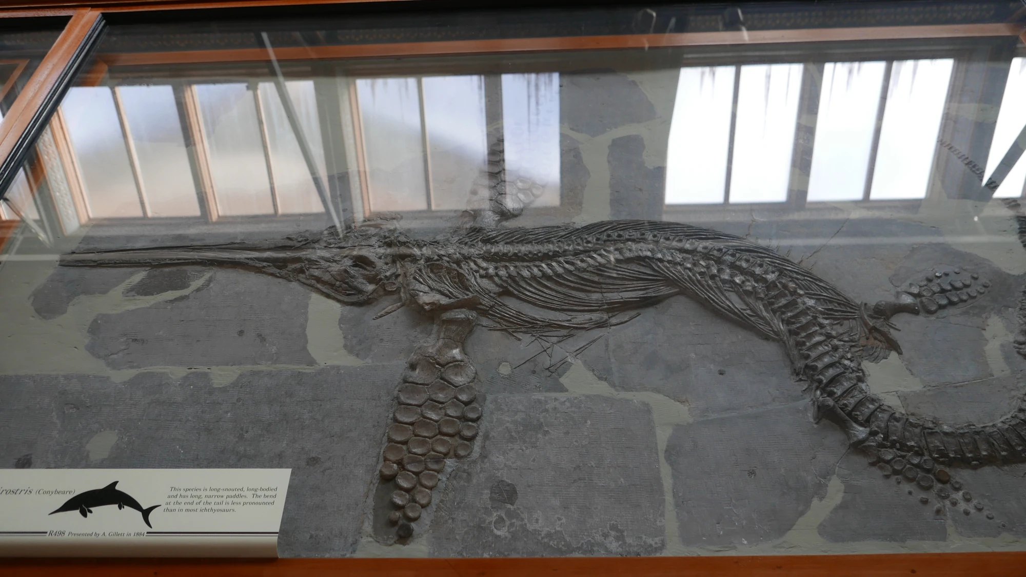 Leptopterygius | Sauropedia Wiki | Fandom