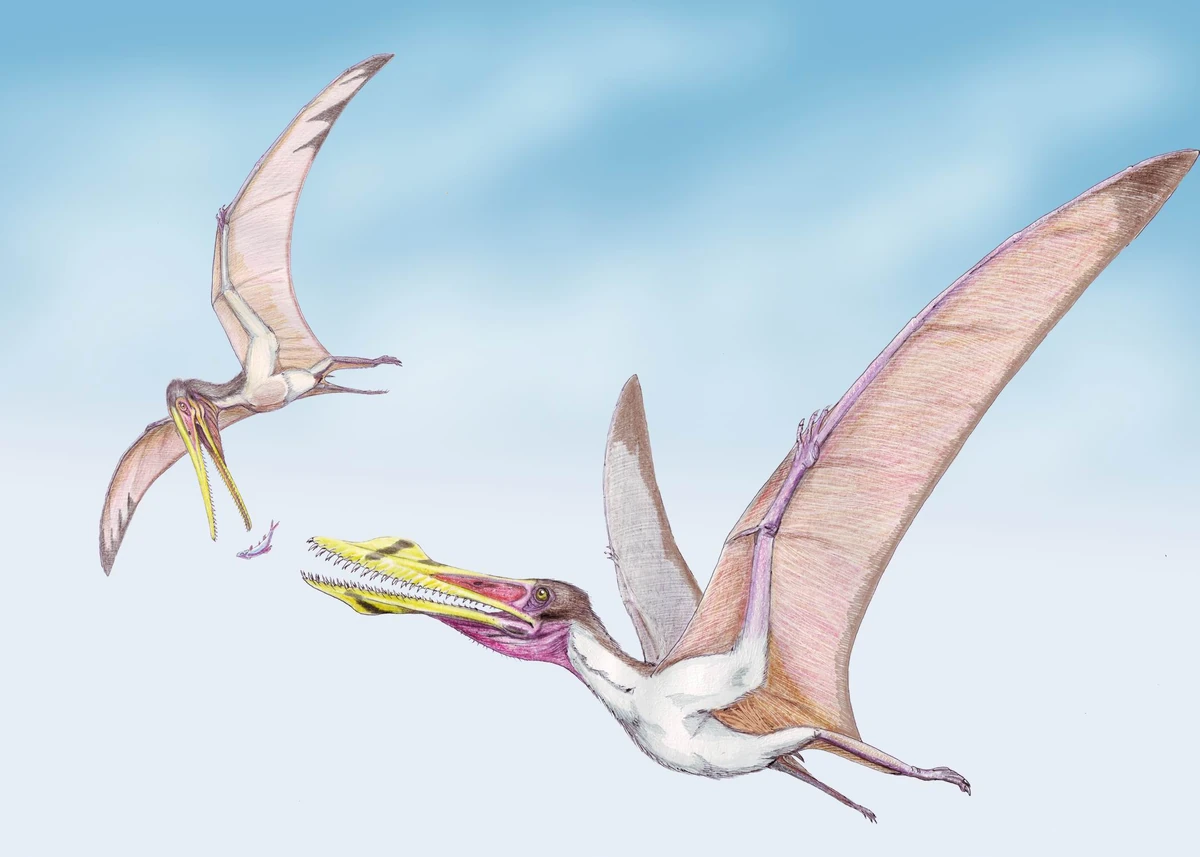 Lonchodectes | Sauropedia Wiki | Fandom