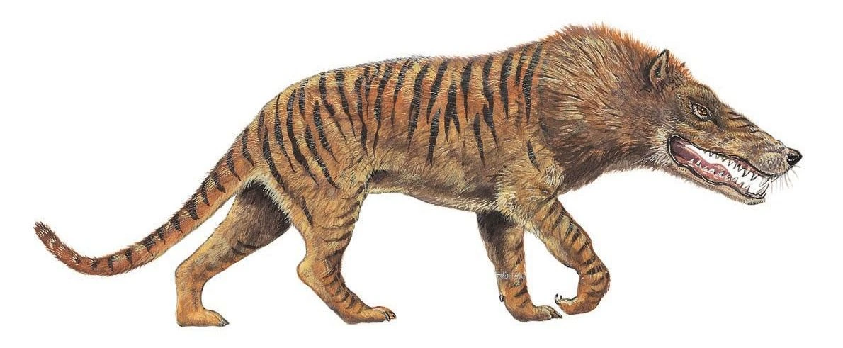 Andrewsarchus Skeleton