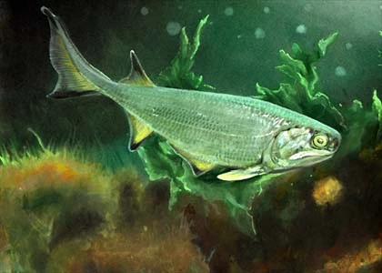 Canobius | Sauropedia Wiki | Fandom