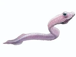 Promissum | Sauropedia Wiki | Fandom