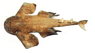 Protospinax | Sauropedia Wiki | Fandom